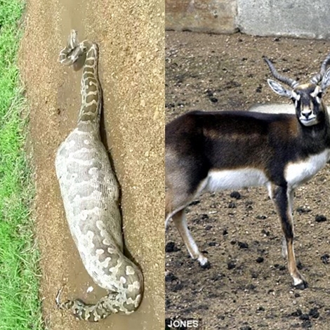 Wow! See How a 20ft Greedy Python Swallowed an Antelope and Choked to Death (Photos)